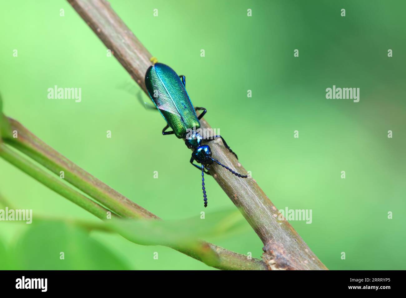 Coleoptera insect -- green Daphne genkwa, North China Stock Photo - Alamy