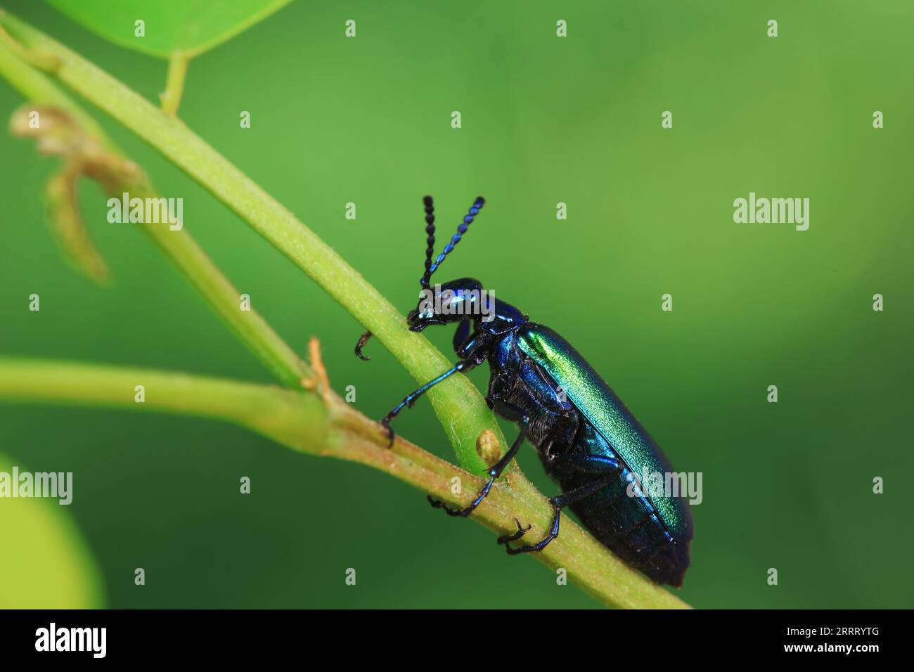 Coleoptera insect -- green Daphne genkwa, North China Stock Photo - Alamy
