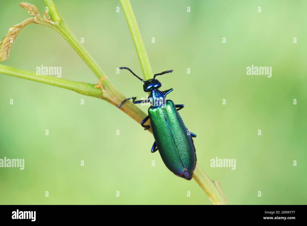 Coleoptera insect -- green Daphne genkwa, North China Stock Photo - Alamy