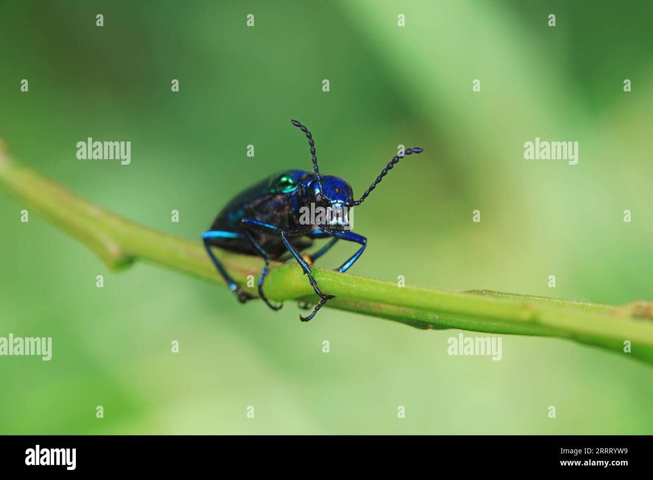 Coleoptera insect -- green Daphne genkwa, North China Stock Photo - Alamy