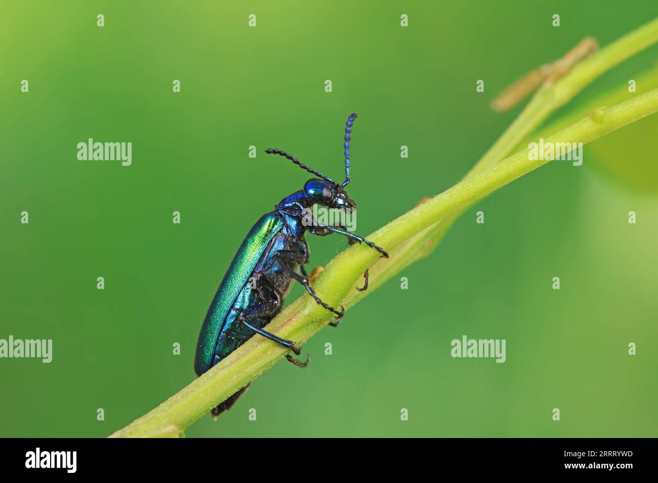 Coleoptera insect -- green Daphne genkwa, North China Stock Photo - Alamy
