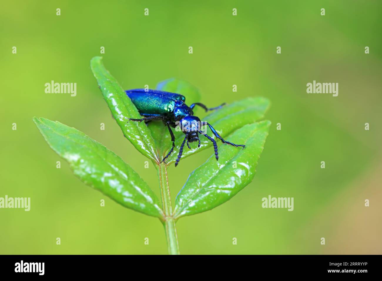 Coleoptera insect -- green Daphne genkwa, North China Stock Photo - Alamy