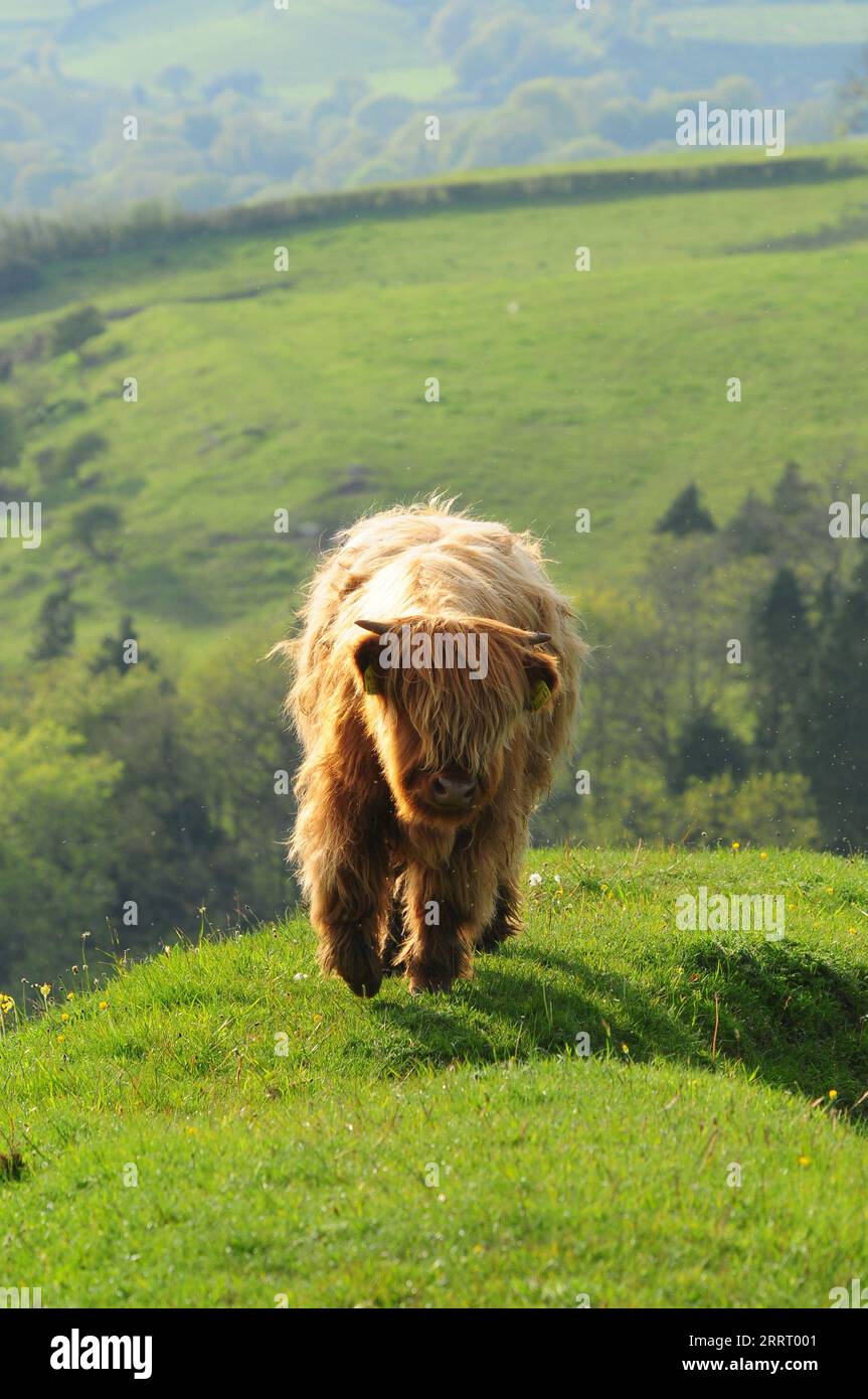 Highland cow on Eggardon Hill, Dorset, UK Stock Photo - Alamy