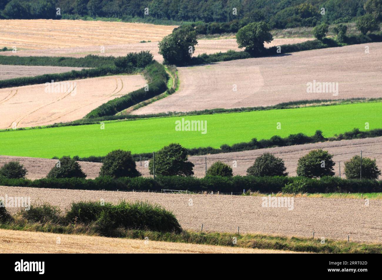 Fields and hedges in the Dorset countryside in summer Stock Photo - Alamy