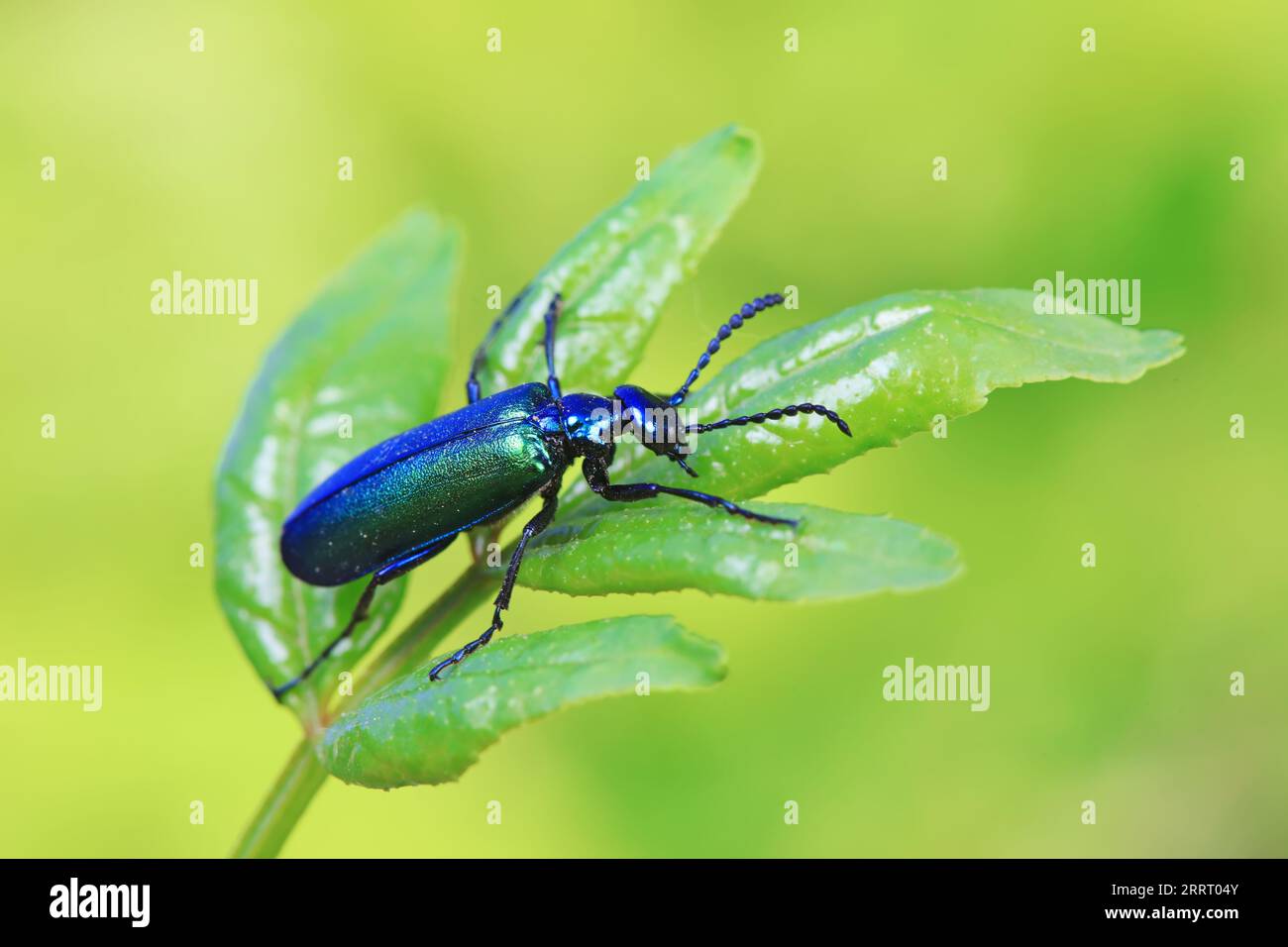 Coleoptera insect -- green Daphne genkwa, North China Stock Photo - Alamy