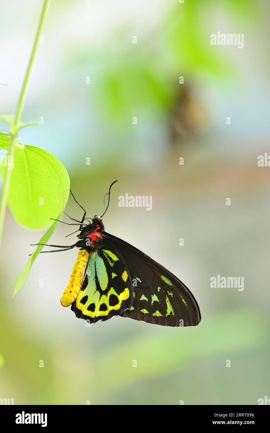 Endangered butterfly australia hi-res stock photography and images - Alamy