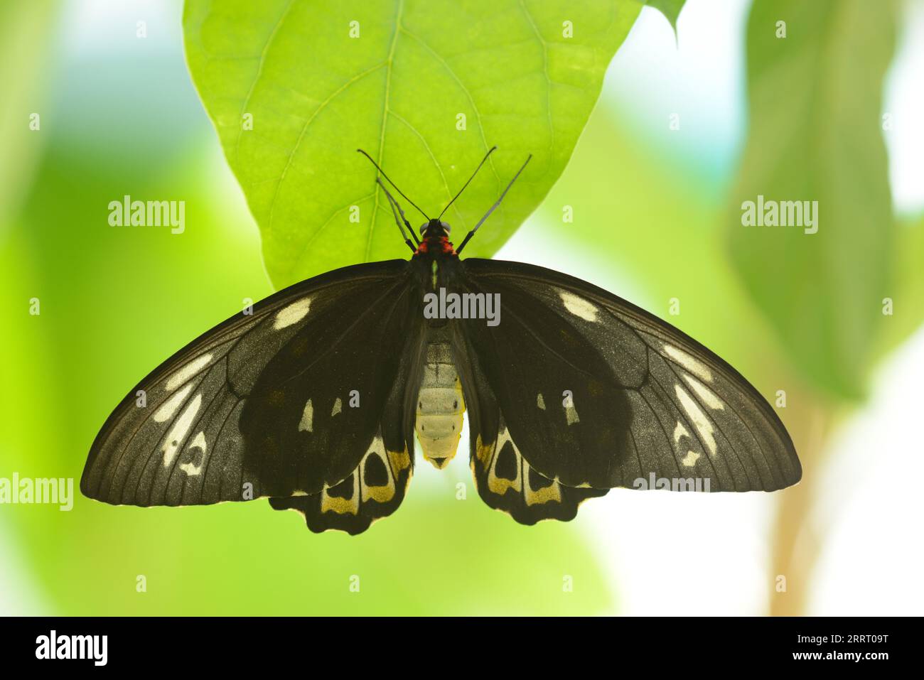 Endangered butterfly australia hi-res stock photography and images - Alamy