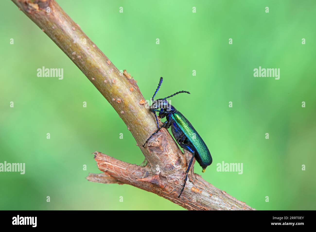 Coleoptera insect -- green Daphne genkwa, North China Stock Photo - Alamy