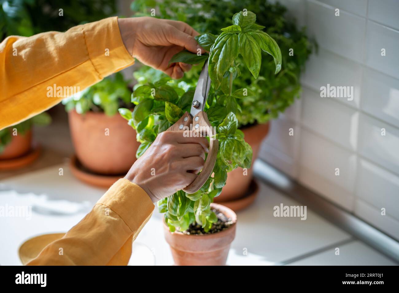 Female hands pruning green basil grown at home herb indoors Stock Photo ...