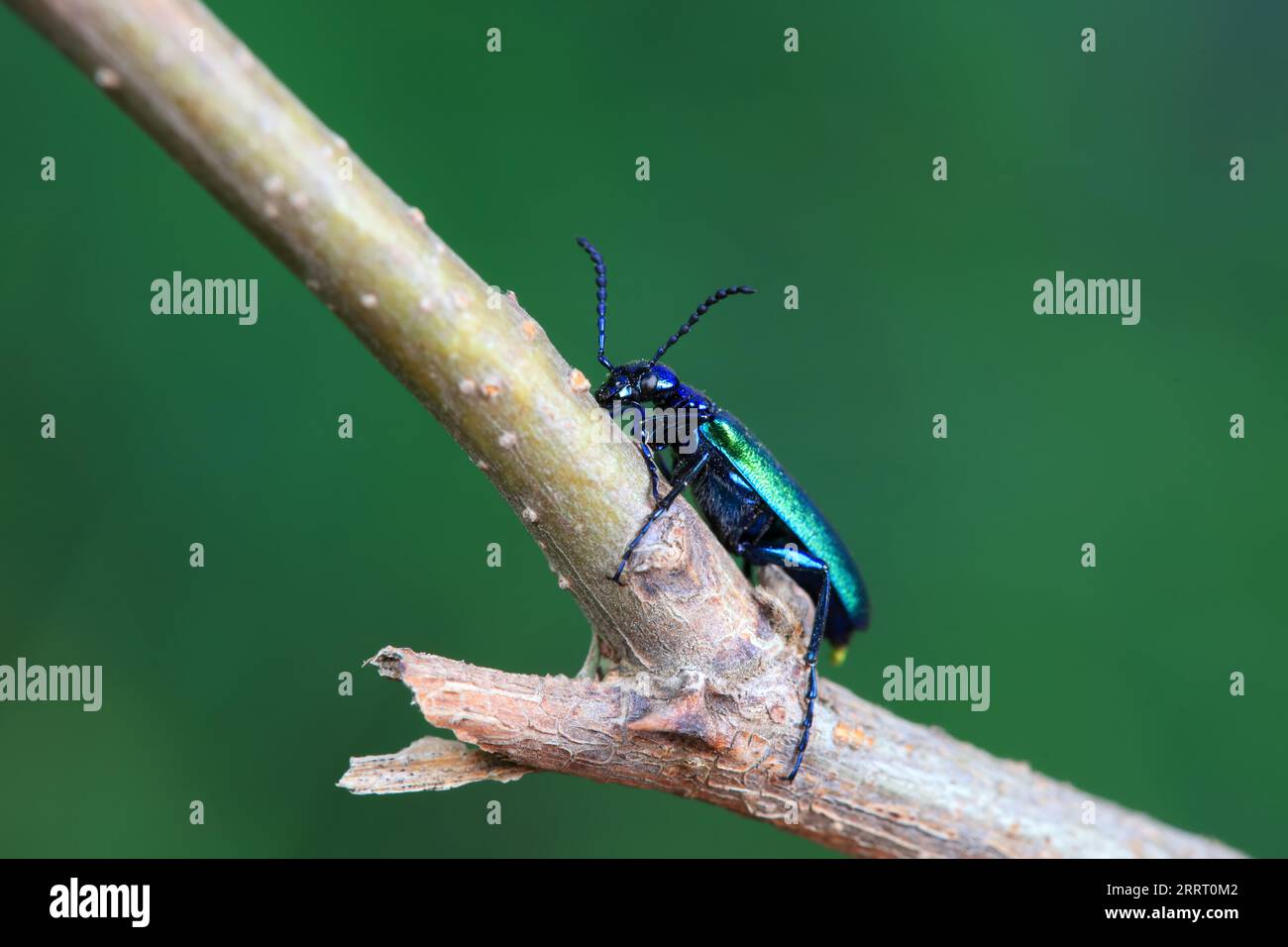 Coleoptera insect -- green Daphne genkwa, North China Stock Photo - Alamy
