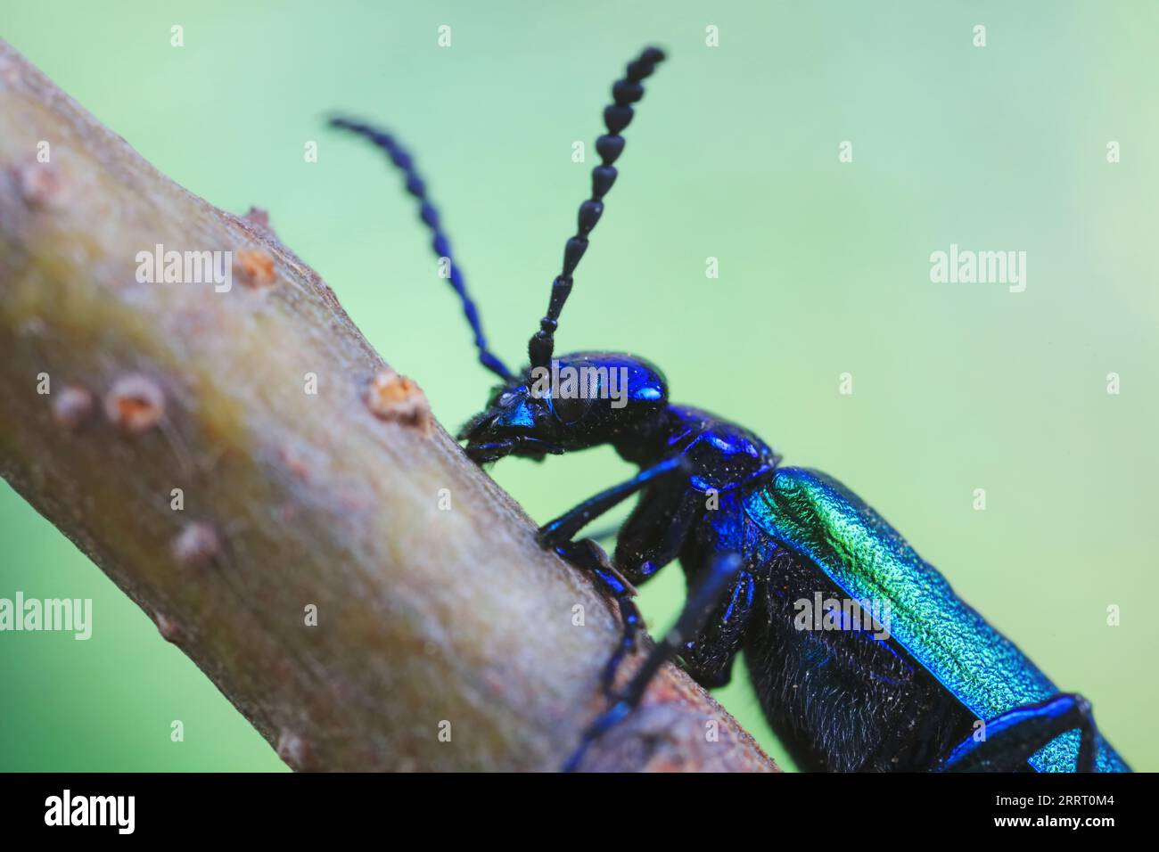 Coleoptera insect -- green Daphne genkwa, North China Stock Photo - Alamy