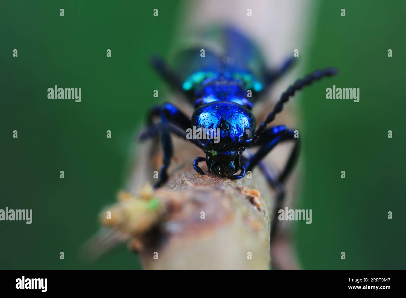 Coleoptera insect -- green Daphne genkwa, North China Stock Photo - Alamy
