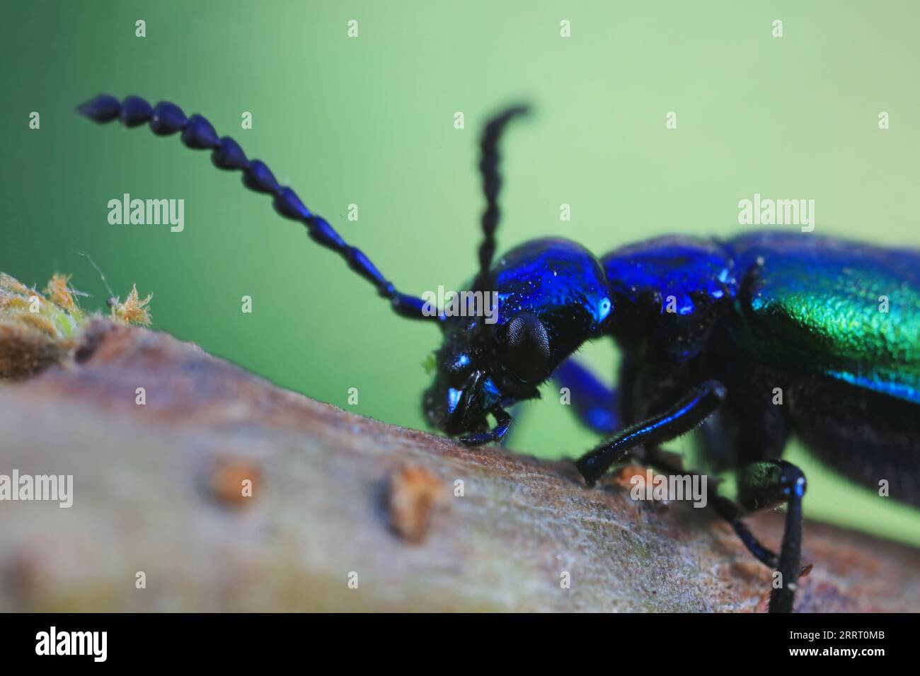 Coleoptera insect -- green Daphne genkwa, North China Stock Photo - Alamy