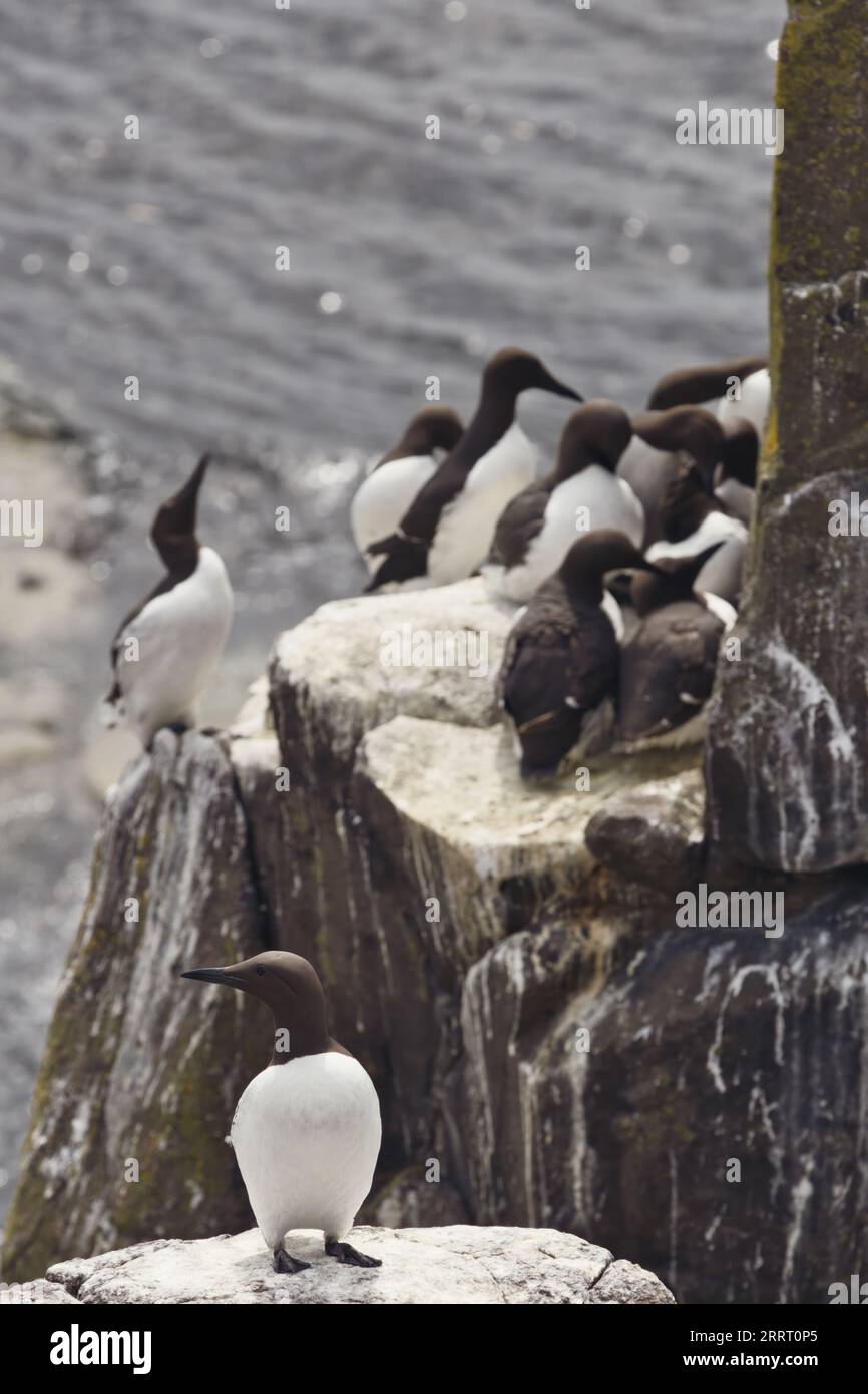 Razorbill Looking Right with Razorbill Colony in Background Stock Photo ...