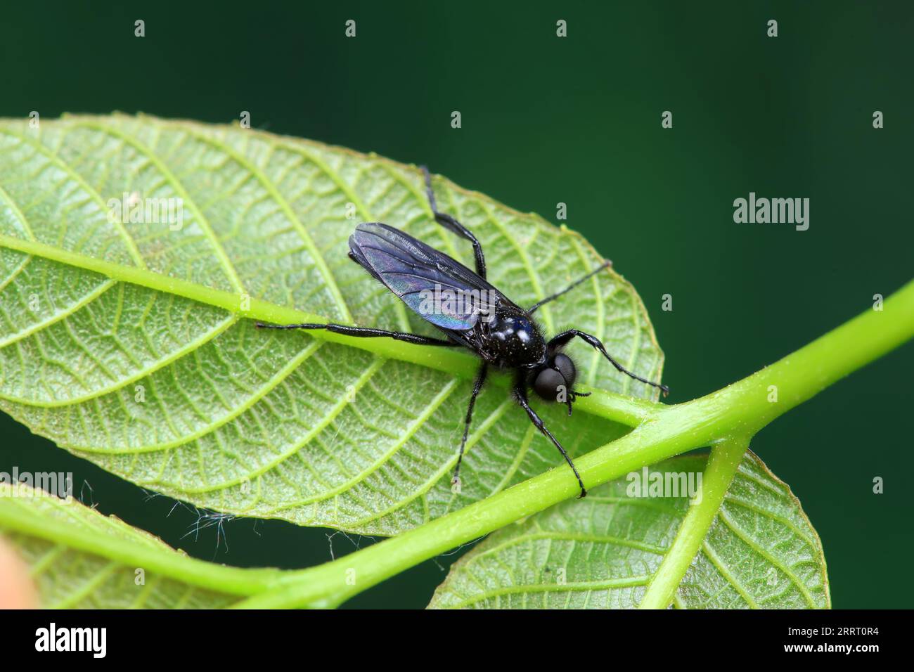 Mosquitos on wild plants, North China Stock Photo - Alamy