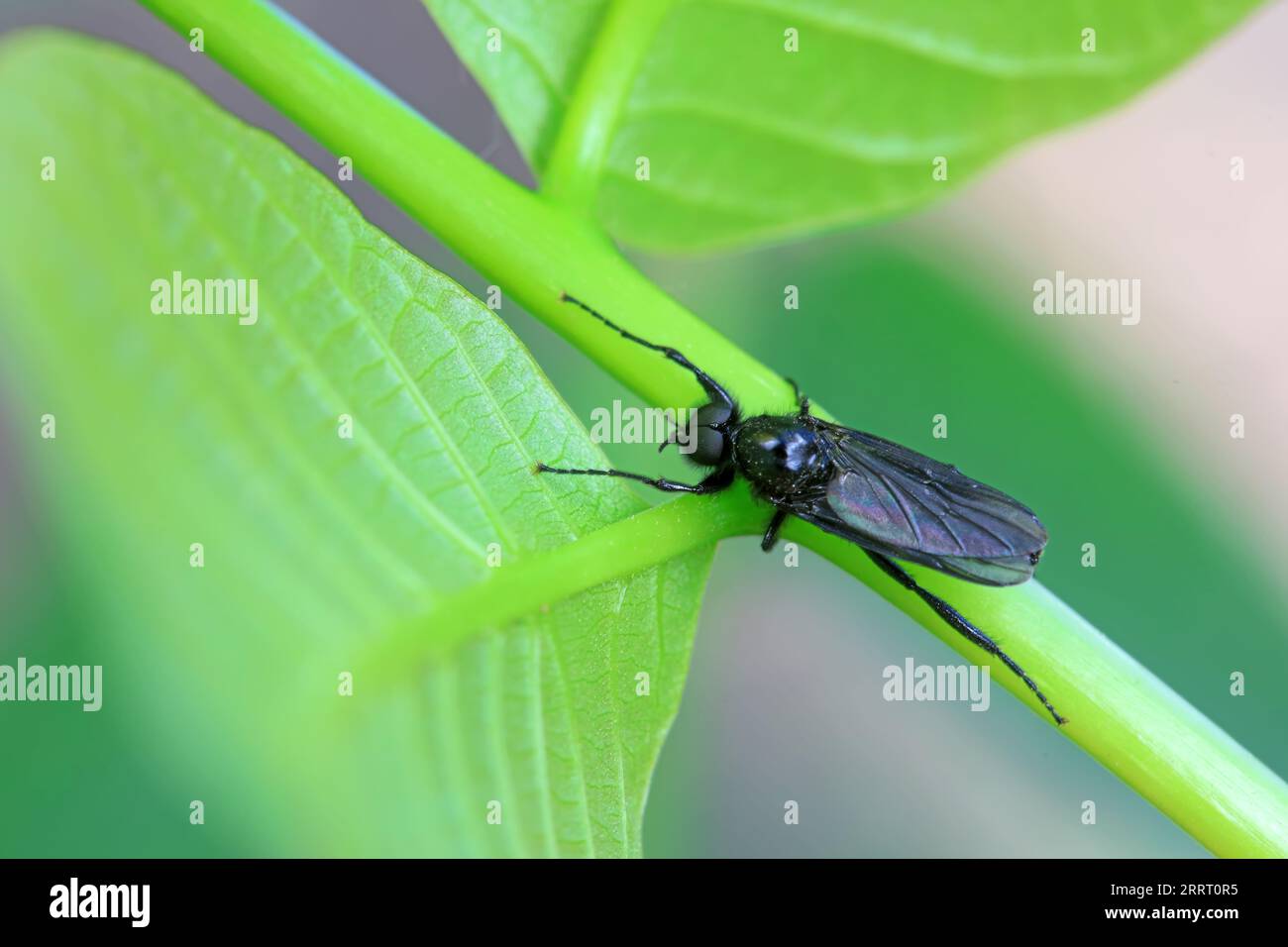 Mosquitos on wild plants, North China Stock Photo - Alamy