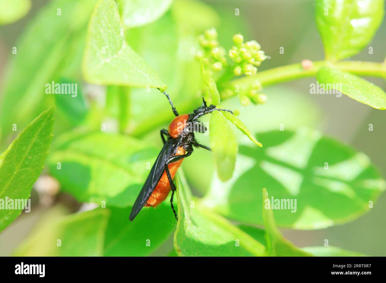 Mosquitos on wild plants, North China Stock Photo - Alamy