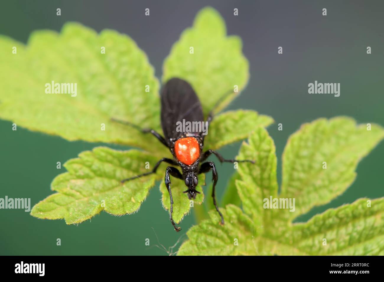 Mosquitos on wild plants, North China Stock Photo - Alamy
