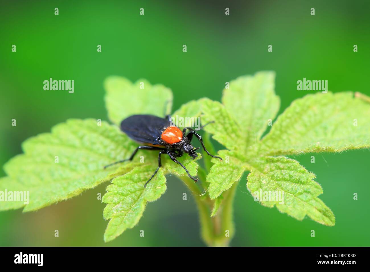 Mosquitos on wild plants, North China Stock Photo - Alamy