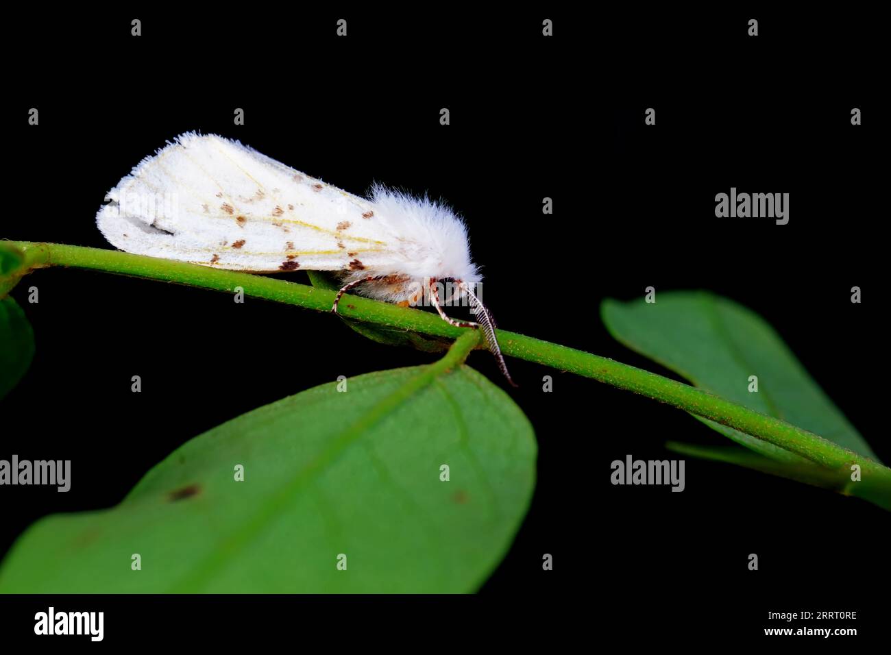 Lepidoptera insects in the wild, North China Stock Photo - Alamy