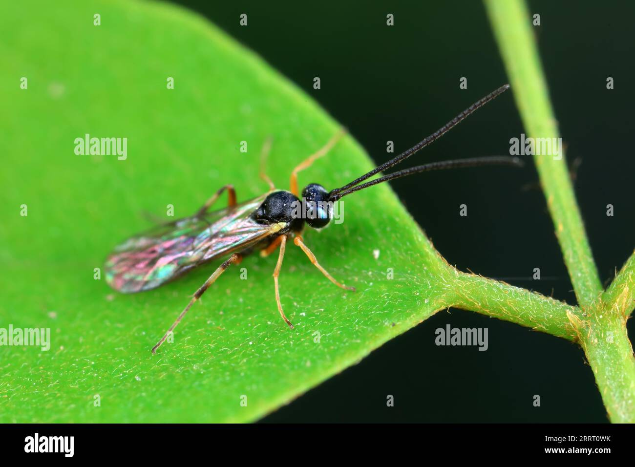 Bee insects in the wild, North China Stock Photo - Alamy