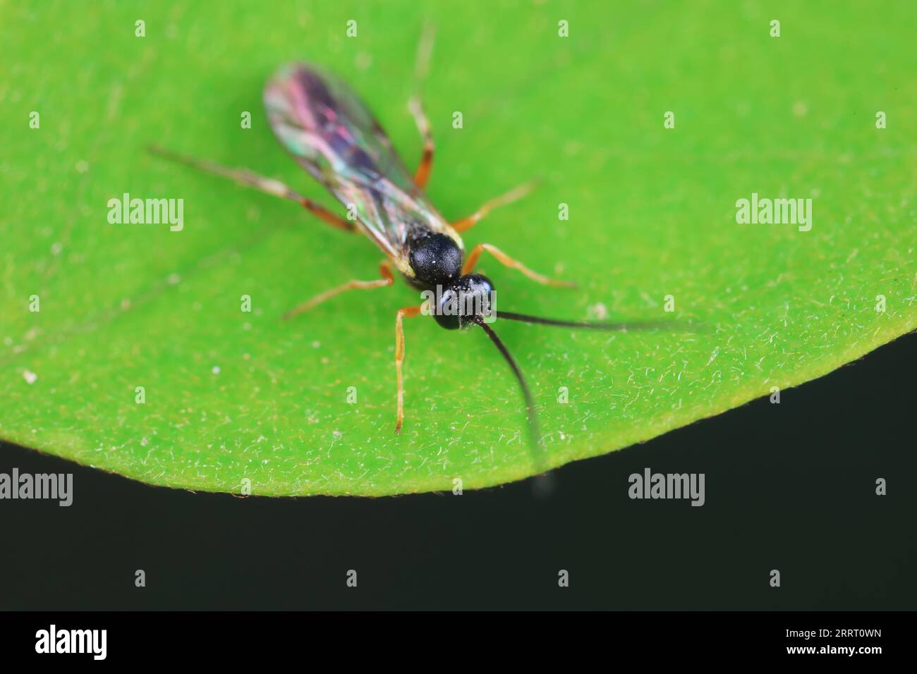 Bee insects in the wild, North China Stock Photo - Alamy