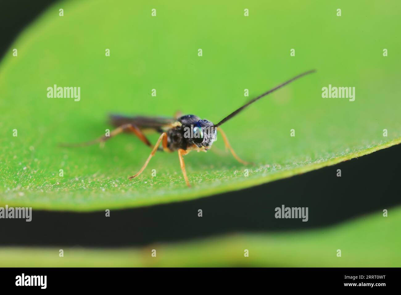 Bee insects in the wild, North China Stock Photo - Alamy