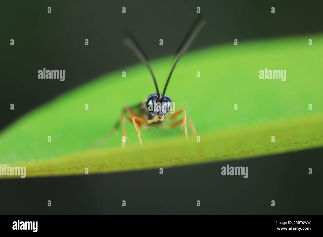 Bee insects in the wild, North China Stock Photo - Alamy