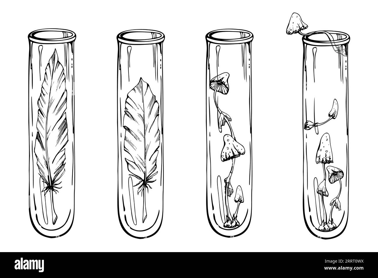 Hand drawn ink vector glass vial test tube, bird feather mushrooms ...