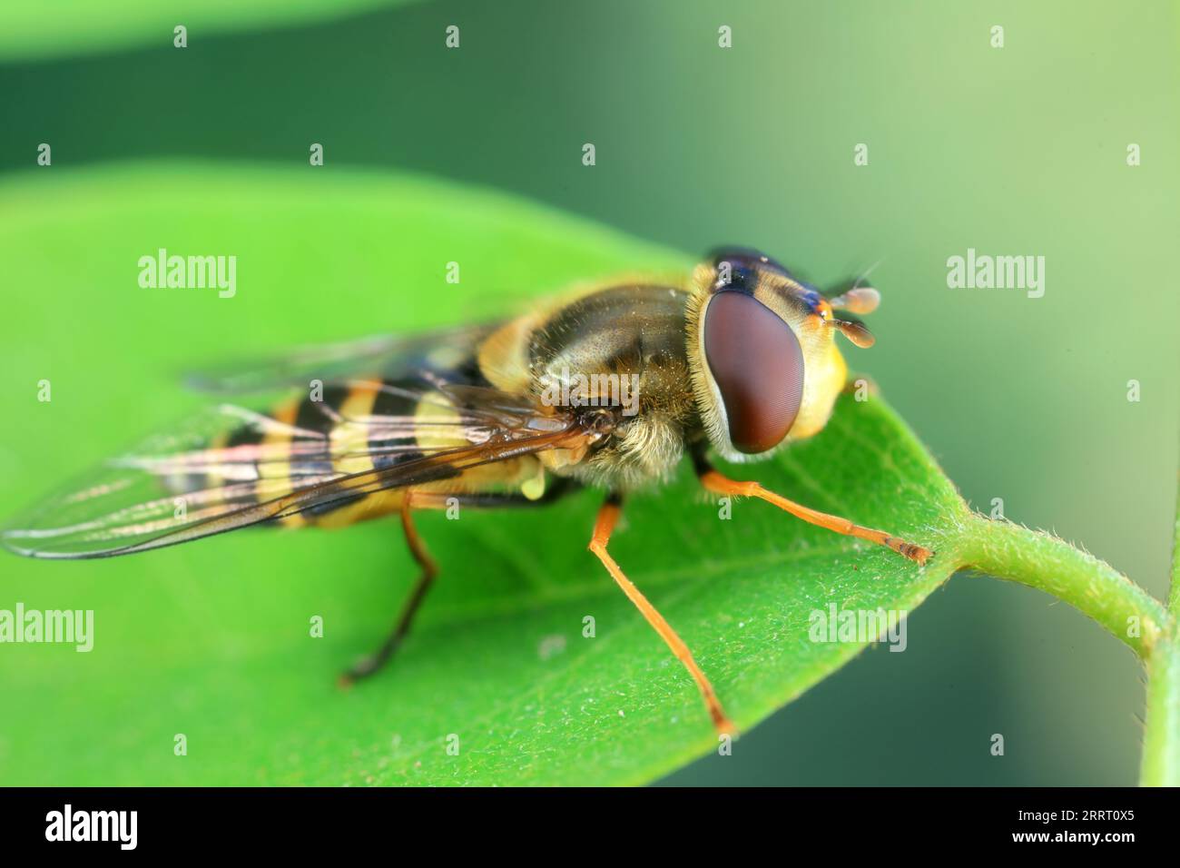 Aphid eating flies in the wild, North China Stock Photo - Alamy
