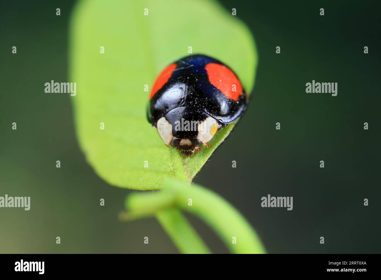 Ladybugs on wild plants, North China Stock Photo - Alamy