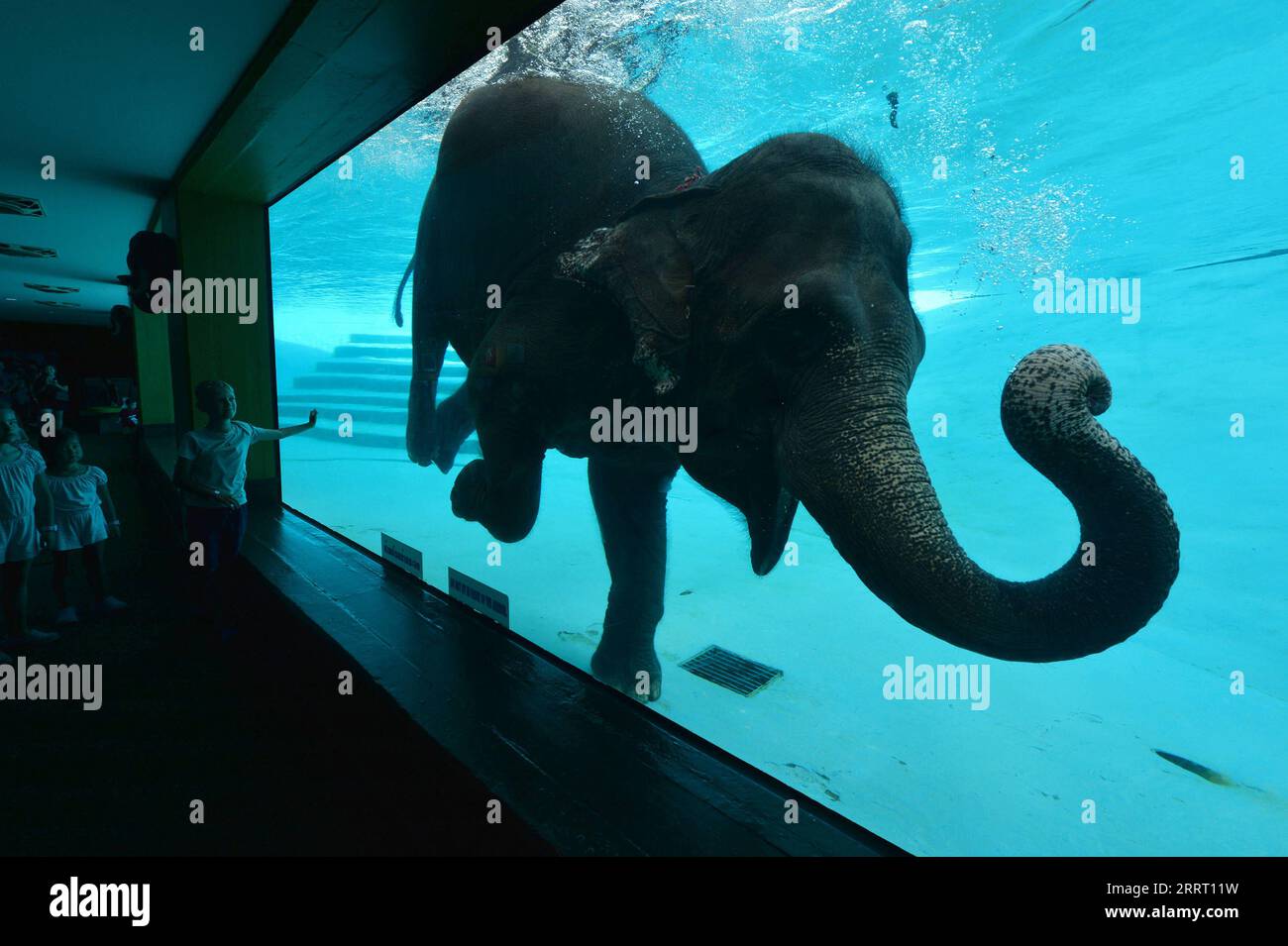 230621 -- CHONBURI, June 21, 2023 -- Tourists watch an elephant diving ...