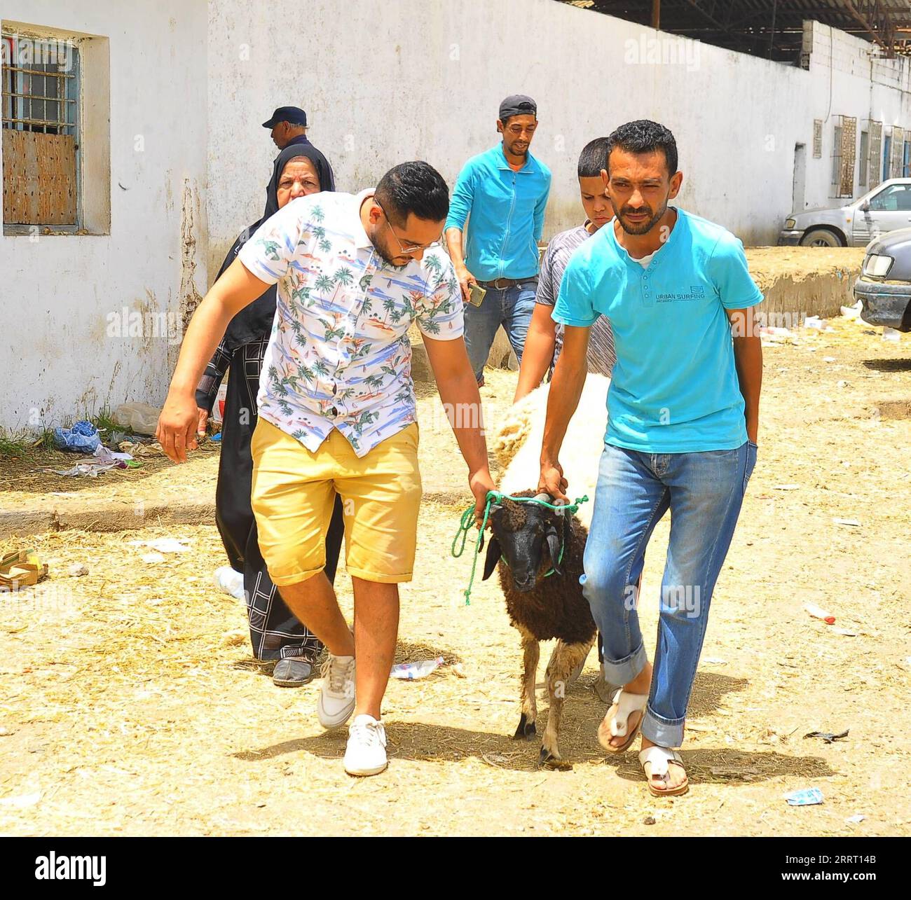 Tunis sheep hi-res stock photography and images - Alamy