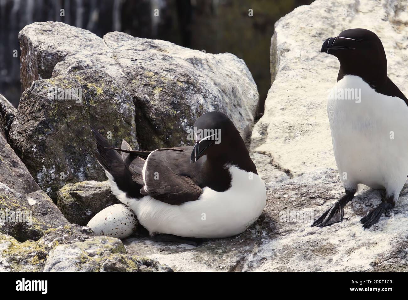 Egg great auk hi-res stock photography and images - Alamy