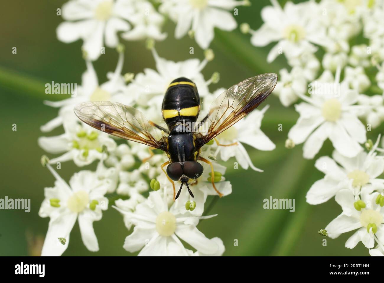 Natural closeup on a colorful Two-banded Spearhorn hoverfly, bicinctum ...