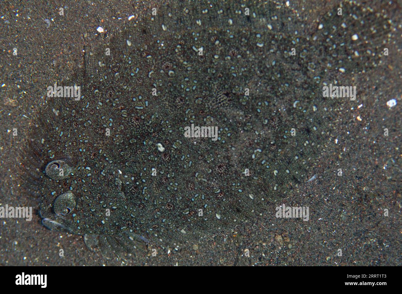 Peacock Flounder, Bothus mancus, River dive site, Tulamben, Karangasem ...