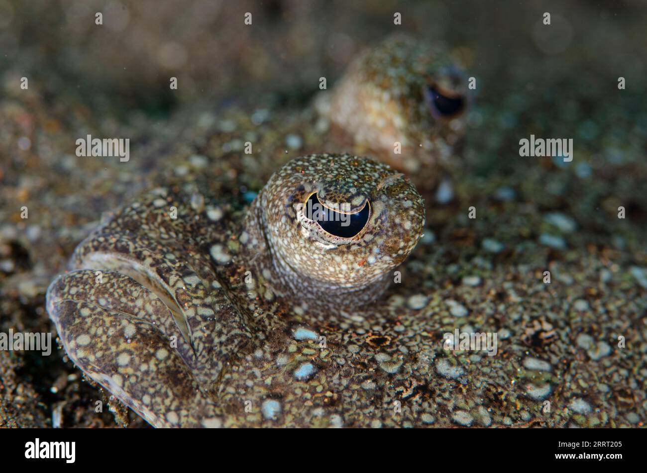 Eyes of Peacock Flounder, Bothus mancus, River dive site, Tulamben ...