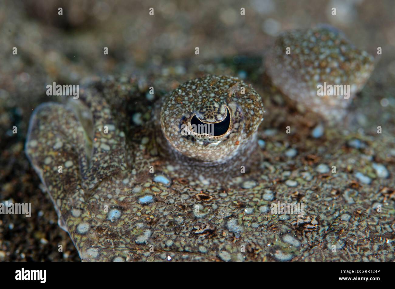 Eyes of Peacock Flounder, Bothus mancus, River dive site, Tulamben ...