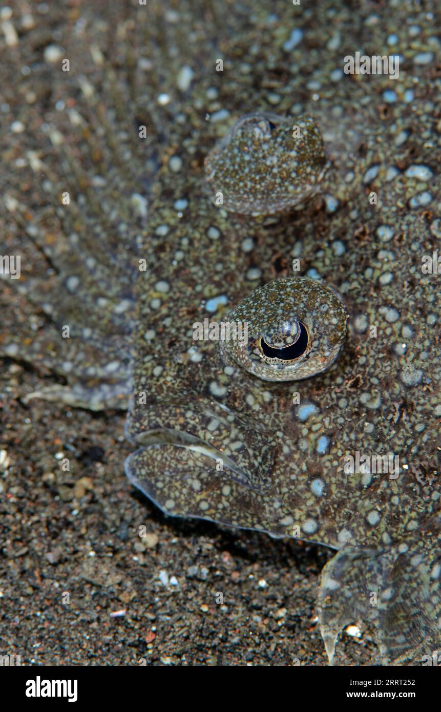 Peacock flounder bothus mancus hi-res stock photography and images - Alamy