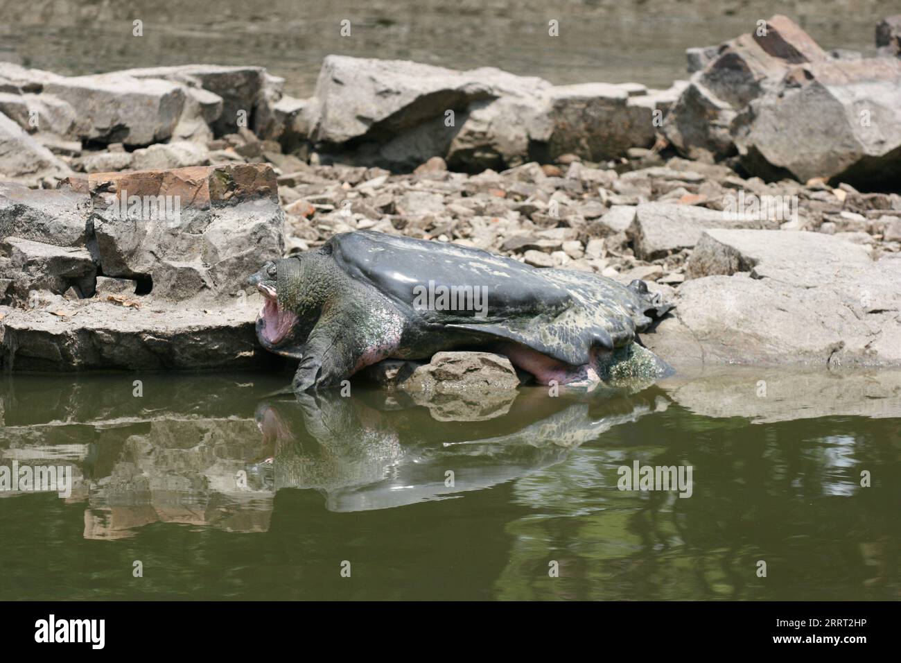 Rafetus swinhoei turtle hi-res stock photography and images - Alamy