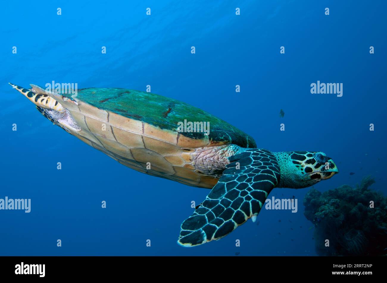 Hawksbill Turtle, Eretmochelys imbricata, classified as Critically ...