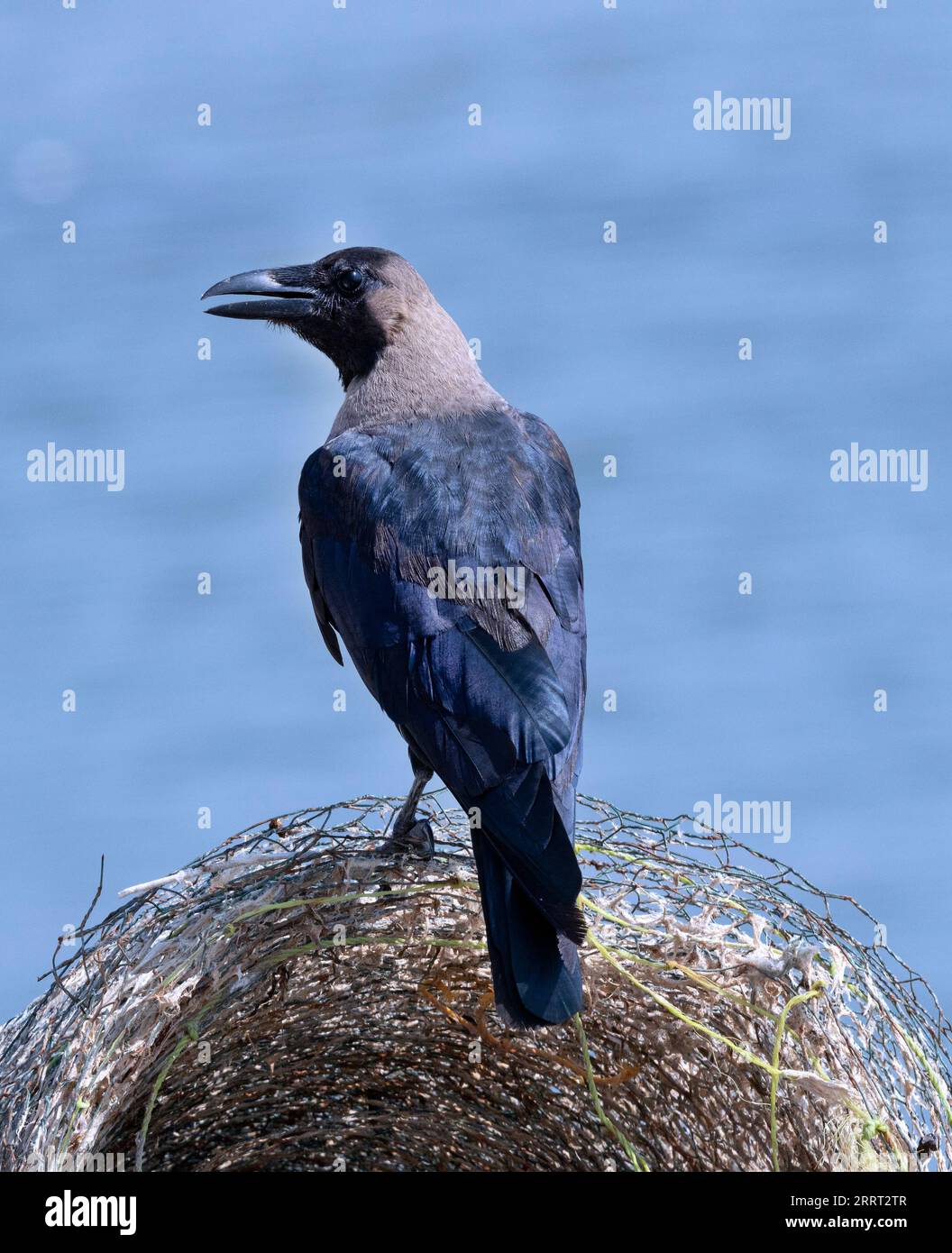 Introduced to the East African coast, the Indian House Crow has adapted ...