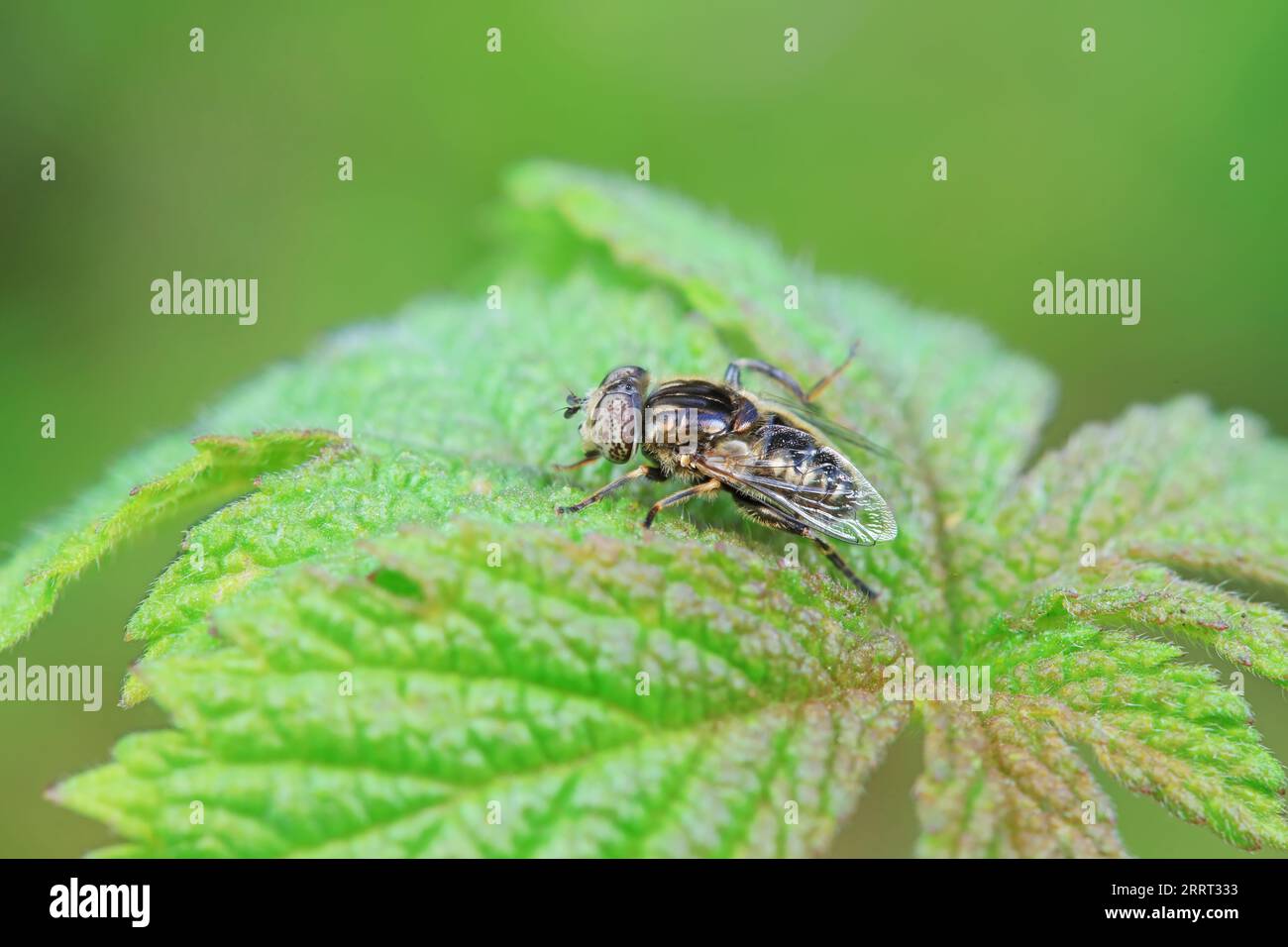 Aphid eating flies in the wild, North China Stock Photo - Alamy