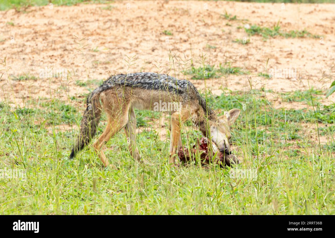 A Black-backed jackal has scavenged the muzzle of a kudu killed by ...