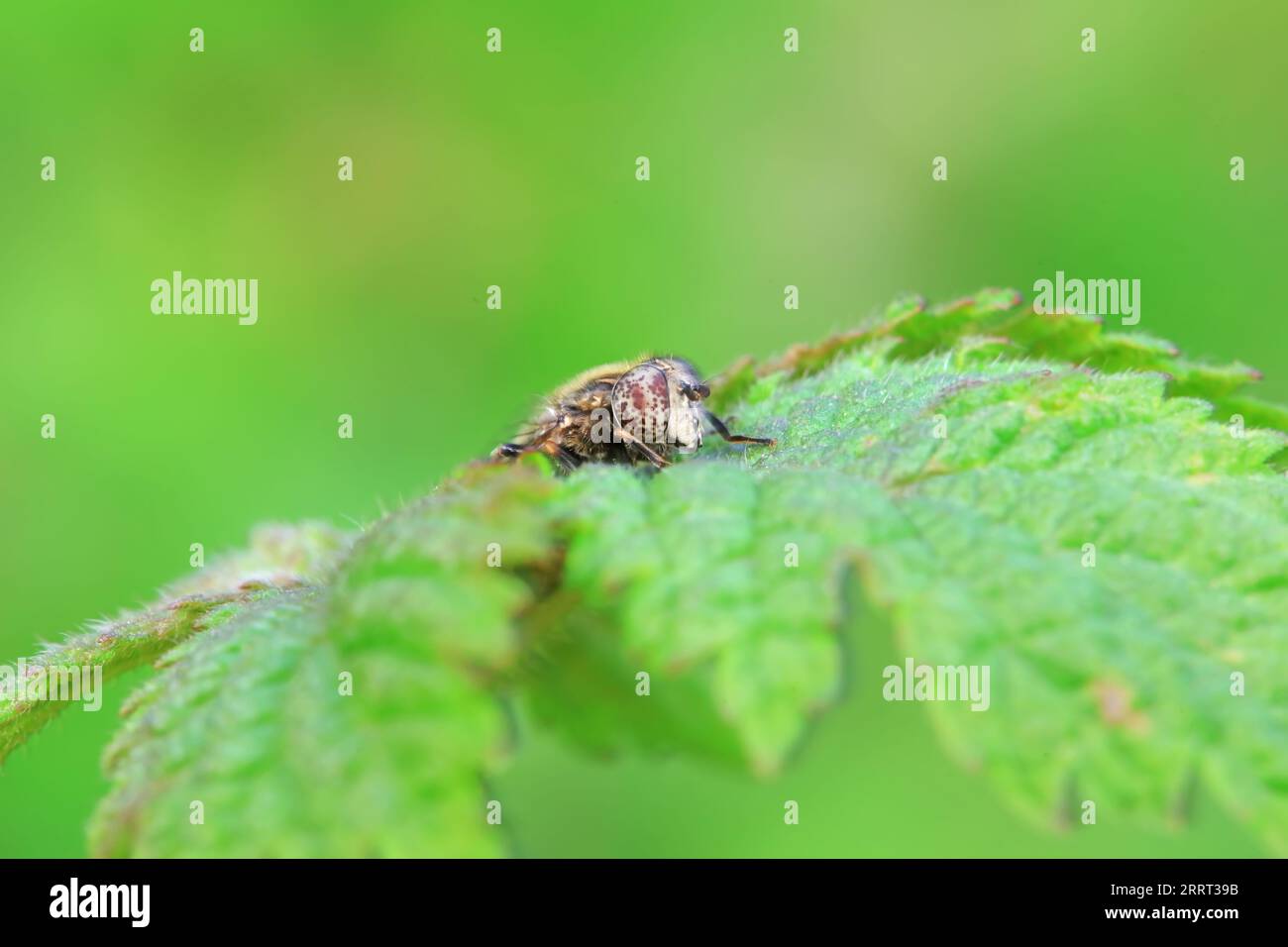 Aphid eating flies in the wild, North China Stock Photo - Alamy