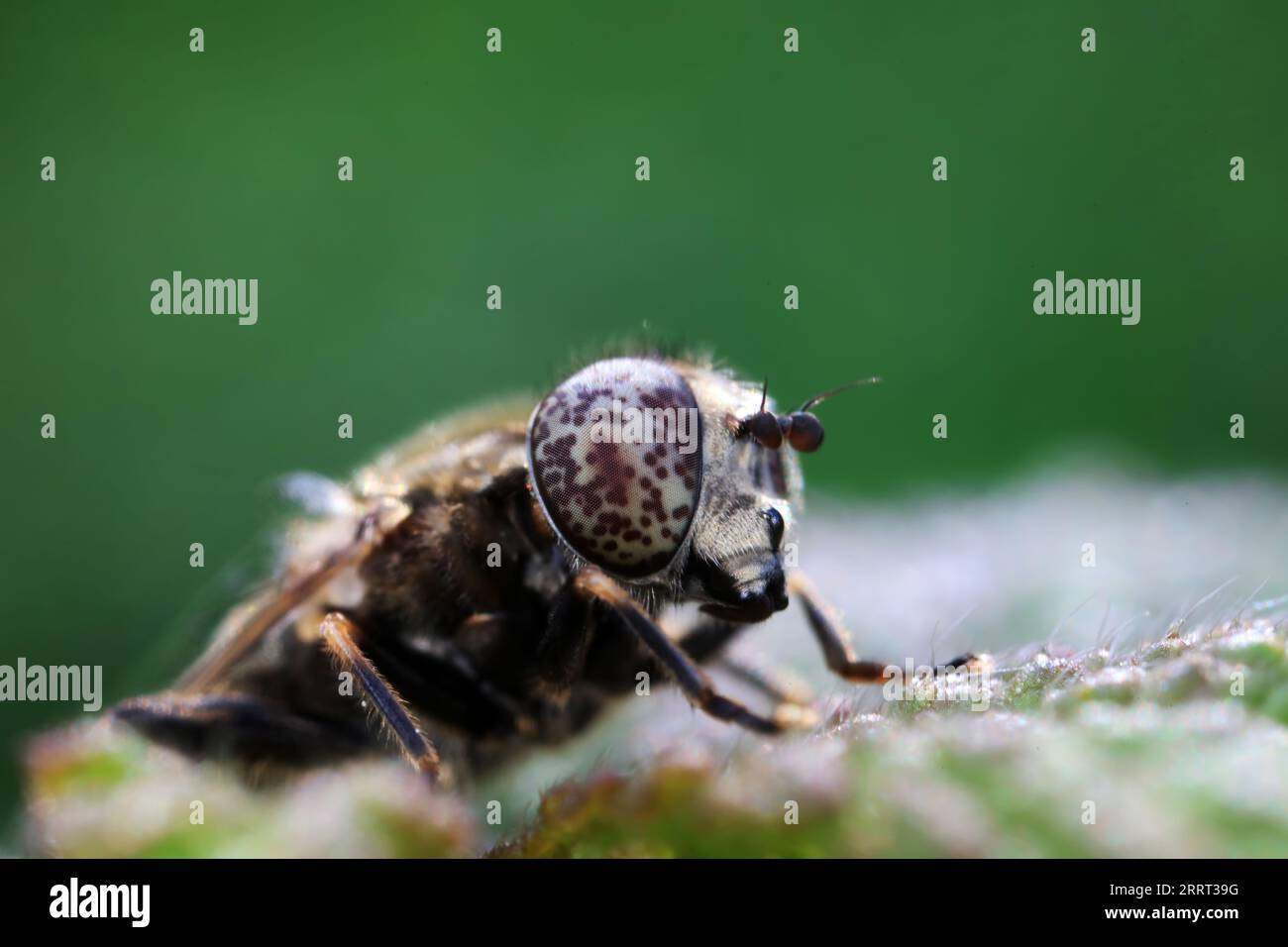 Aphid eating flies in the wild, North China Stock Photo - Alamy