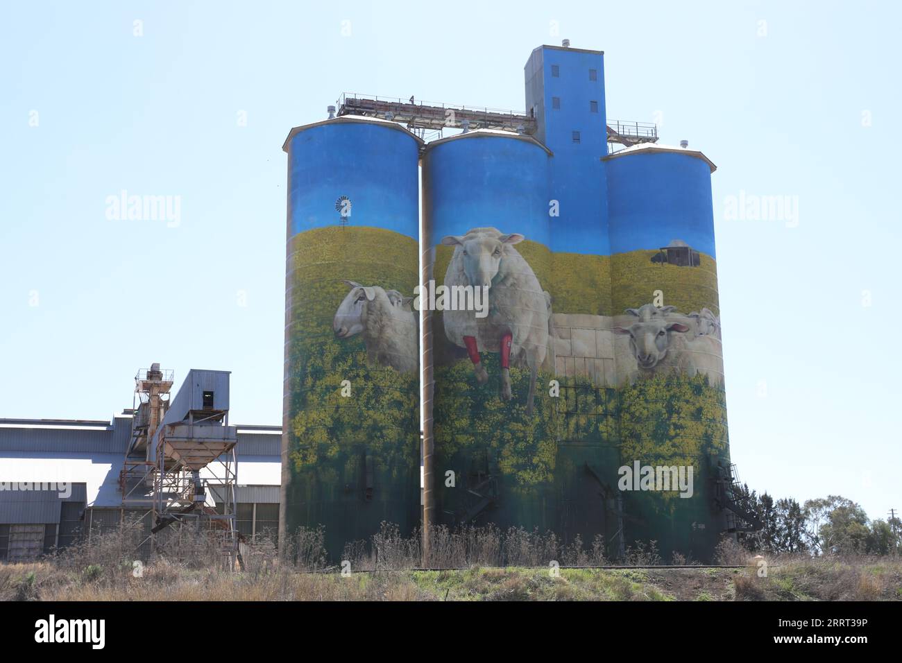 Merriwa Silo Art, Merriwa, New South Wales, Australia Stock Photo - Alamy