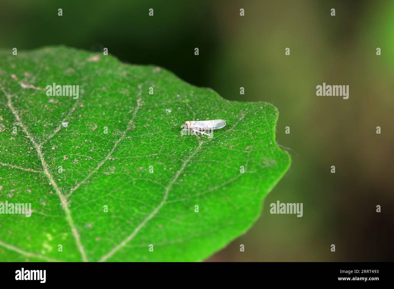 Whitefly, a very tiny flying insect, North China Stock Photo - Alamy
