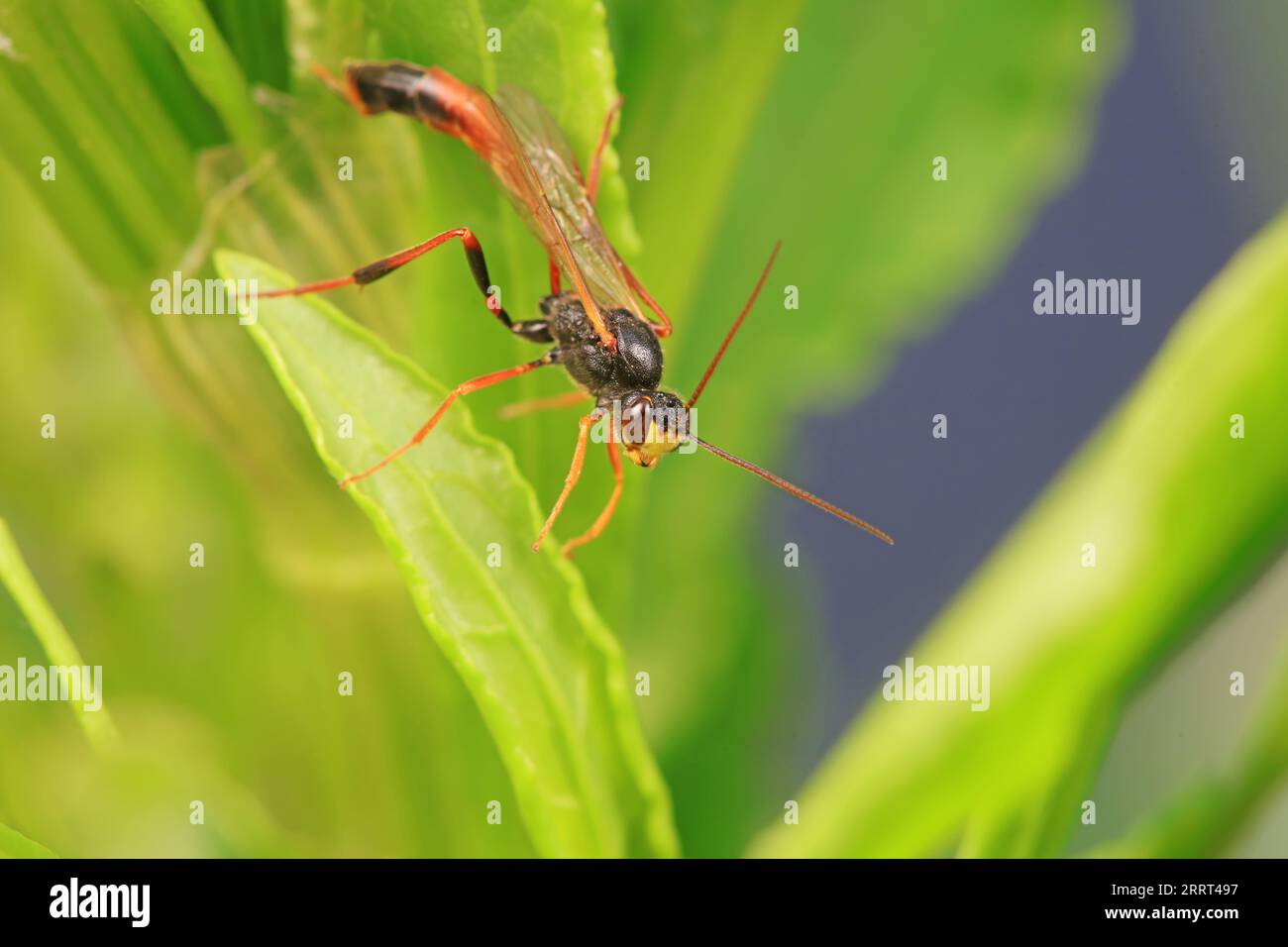 Bee insects in the wild, North China Stock Photo - Alamy