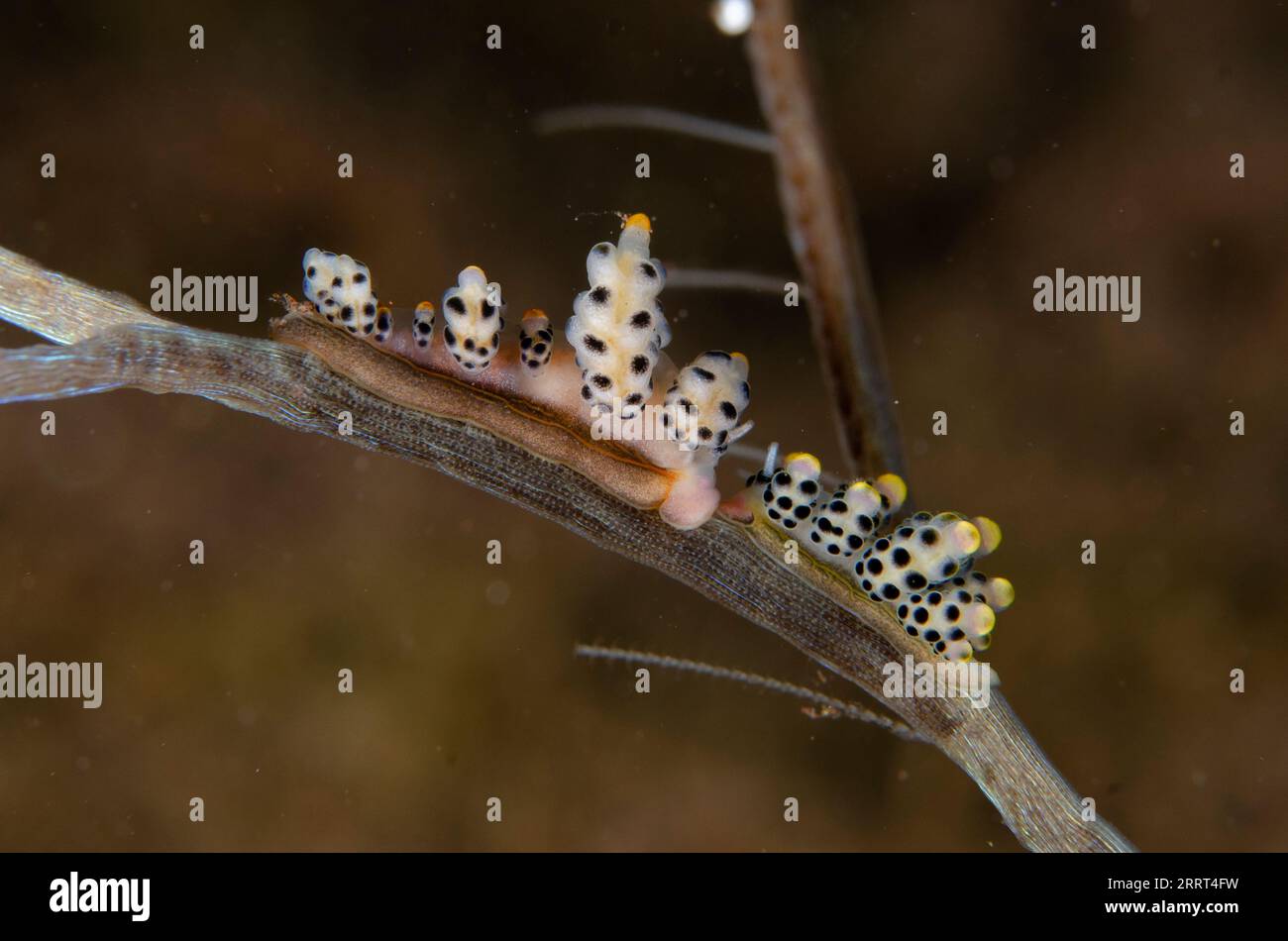 Doto Nudibranch, Doto sp, feeding on Hydroid, Jellyfish, Hydrozoa Class ...
